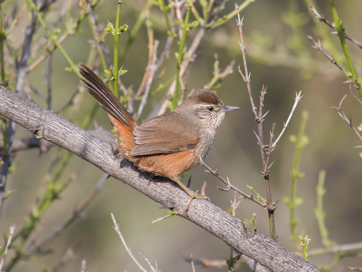 Dusky-tailed Canastero - Pseudasthenes humicola - Birds of the World