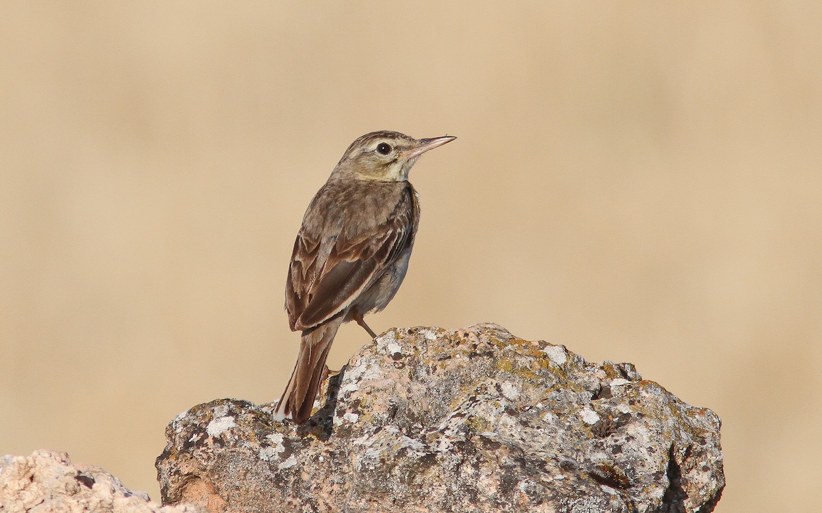 ML313705101 Tawny Pipit Macaulay Library