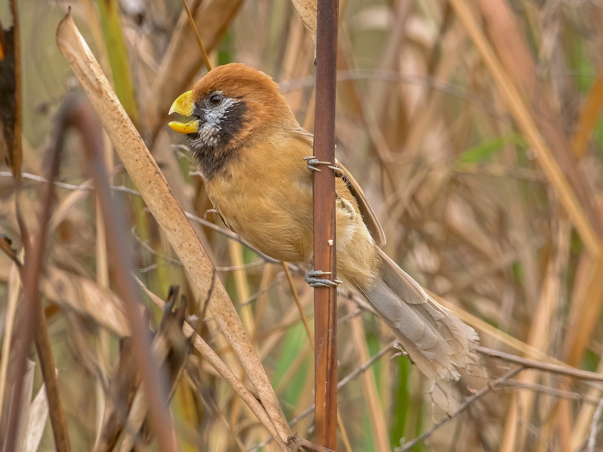Black-breasted Parrotbill - Paradoxornis flavirostris - Birds of the World