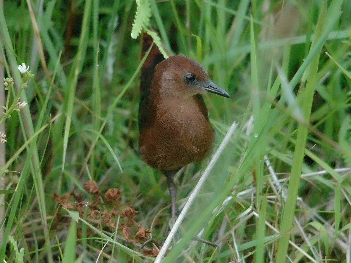 Slender-billed Flufftail - Sarothrura watersi - Birds of the World