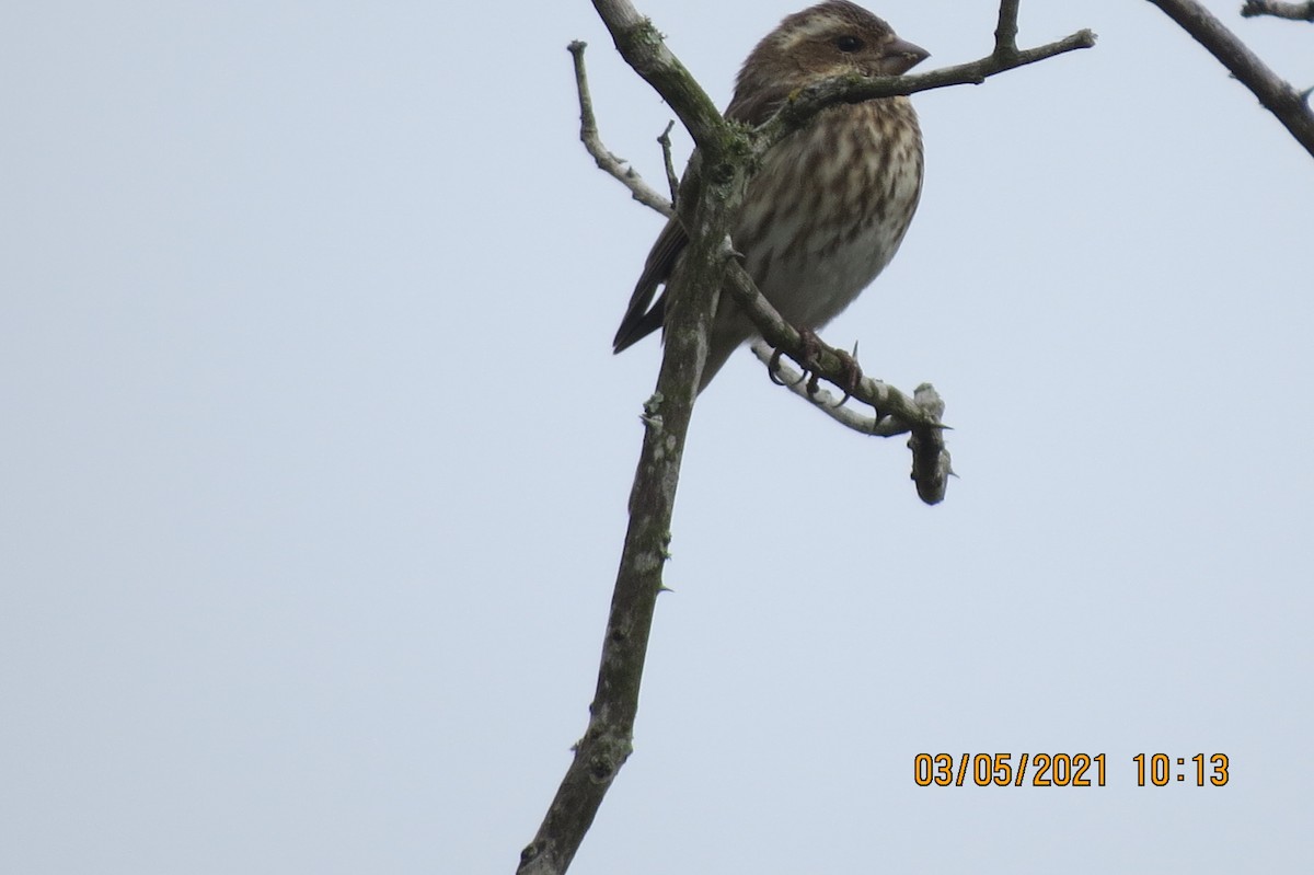 eBird Checklist - 5 Mar 2021 - Grimes-CR180 - 17 species