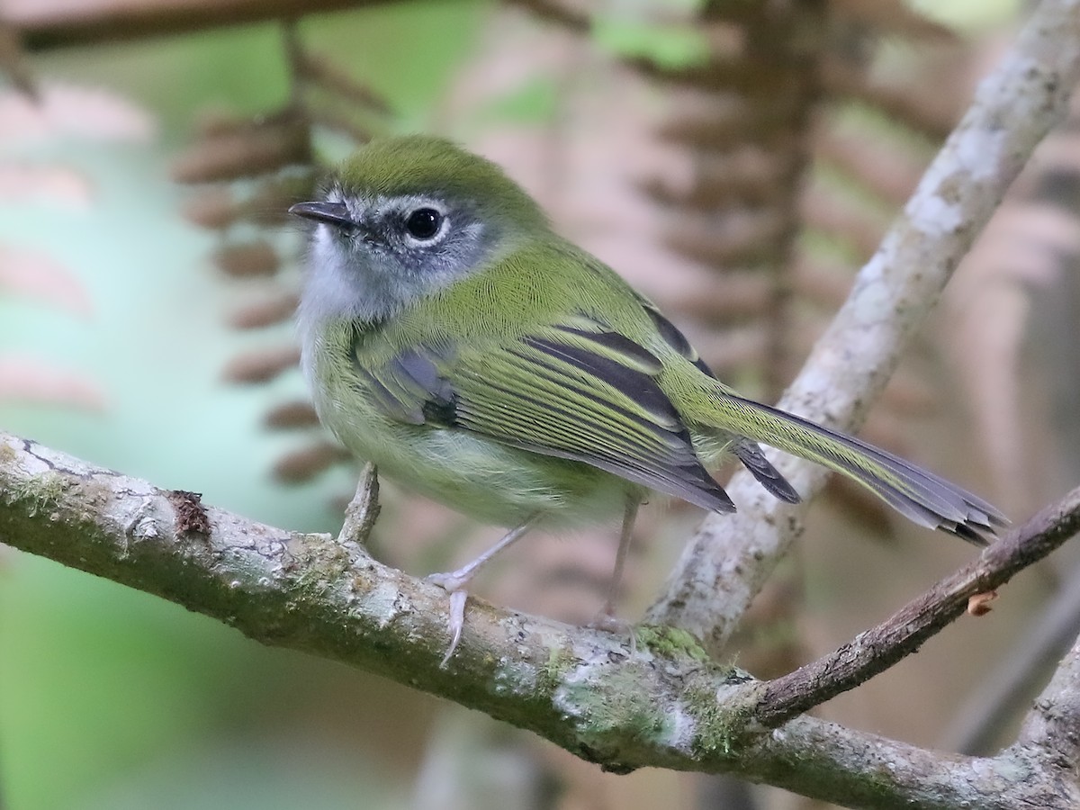 Serra do Mar Bristle-Tyrant - Pogonotriccus difficilis - Birds of the World