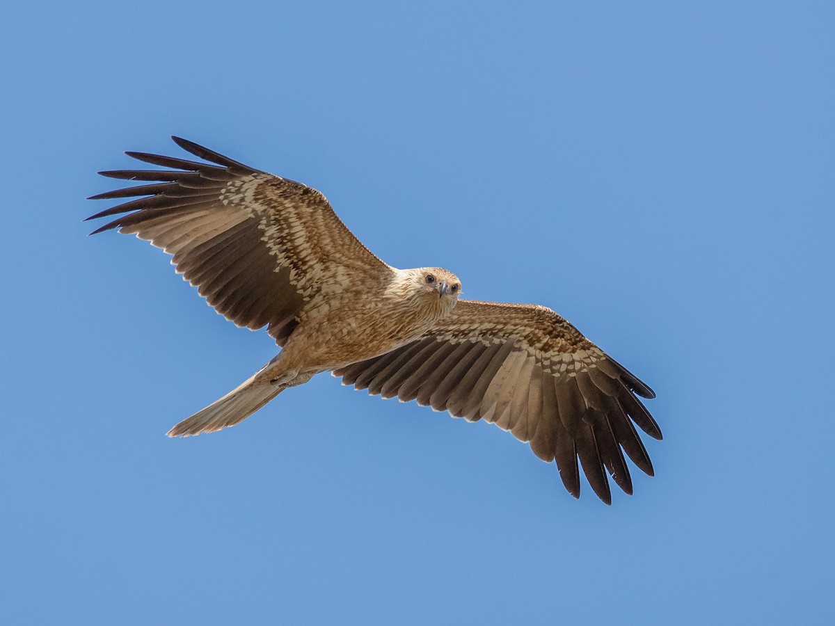 Whistling Kite - Haliastur sphenurus - Birds of the World