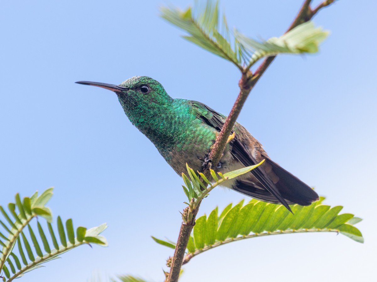 Green-bellied Hummingbird - Saucerottia viridigaster - Birds of the World