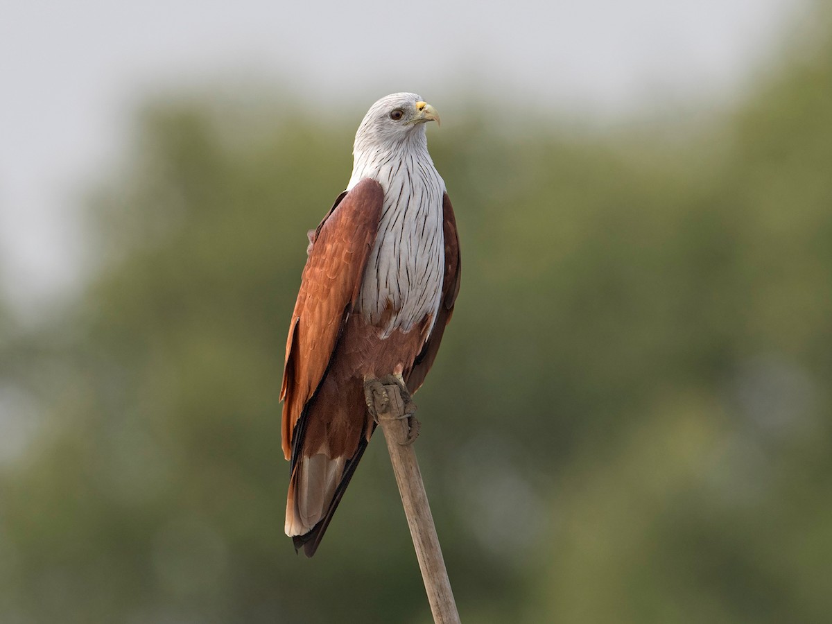 Brahminy Kite - Haliastur indus - Birds of the World