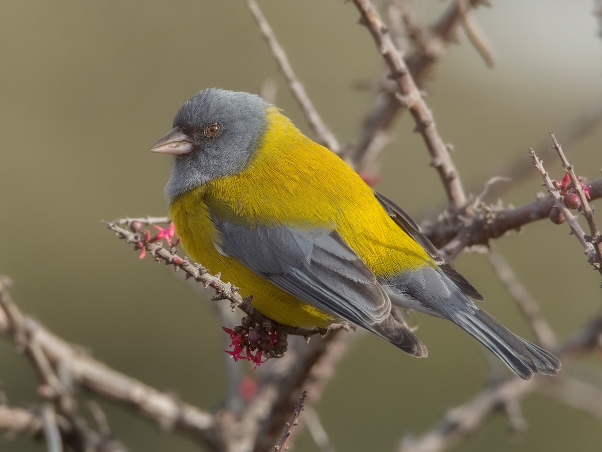 Gray-hooded Sierra Finch - Phrygilus gayi - Birds of the World