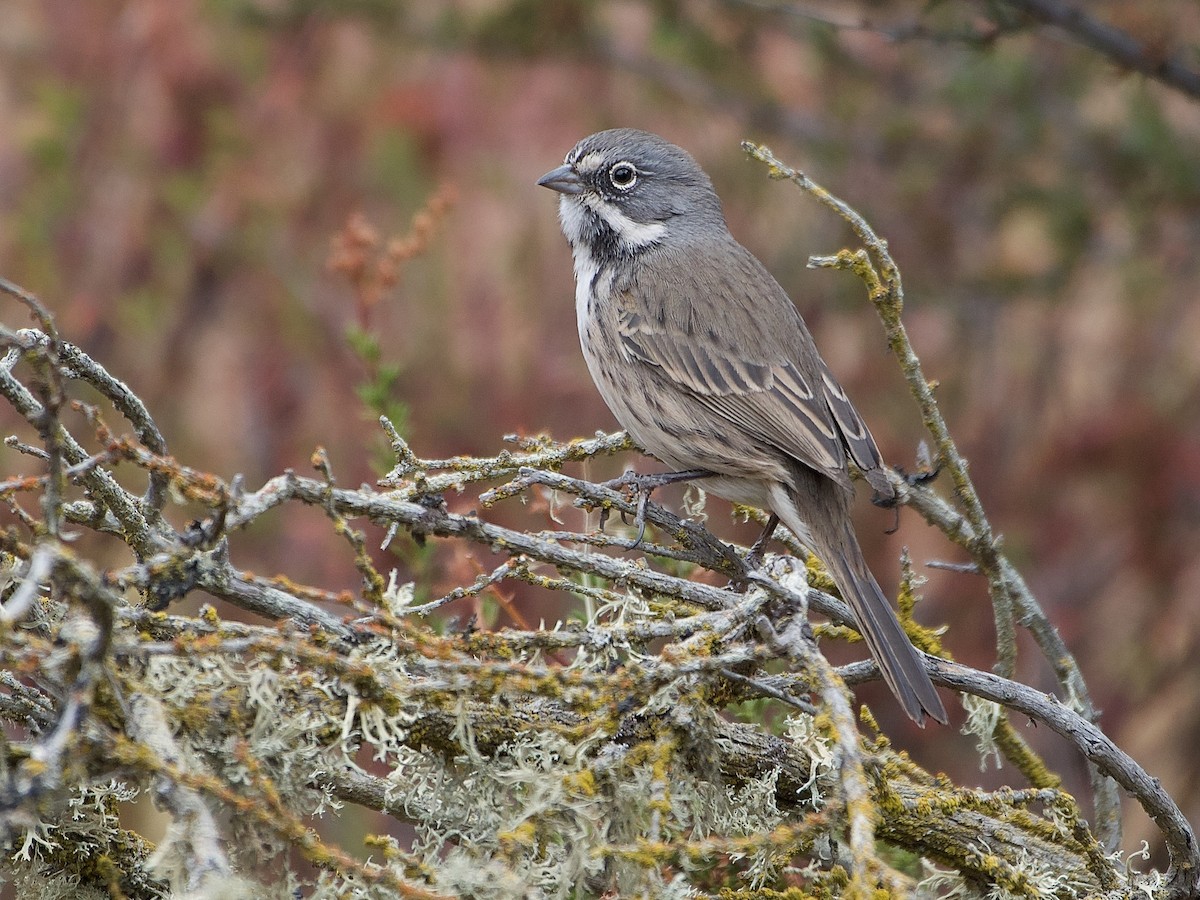 Bell's Sparrow - Artemisiospiza belli - Birds of the World