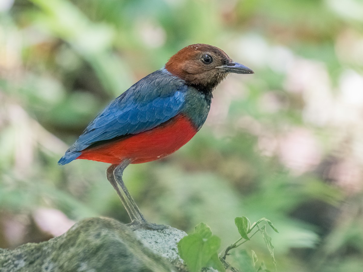 Philippine Pitta - Erythropitta erythrogaster - Birds of the World
