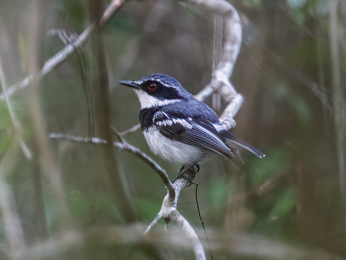 Short-tailed Batis - Batis mixta - Birds of the World