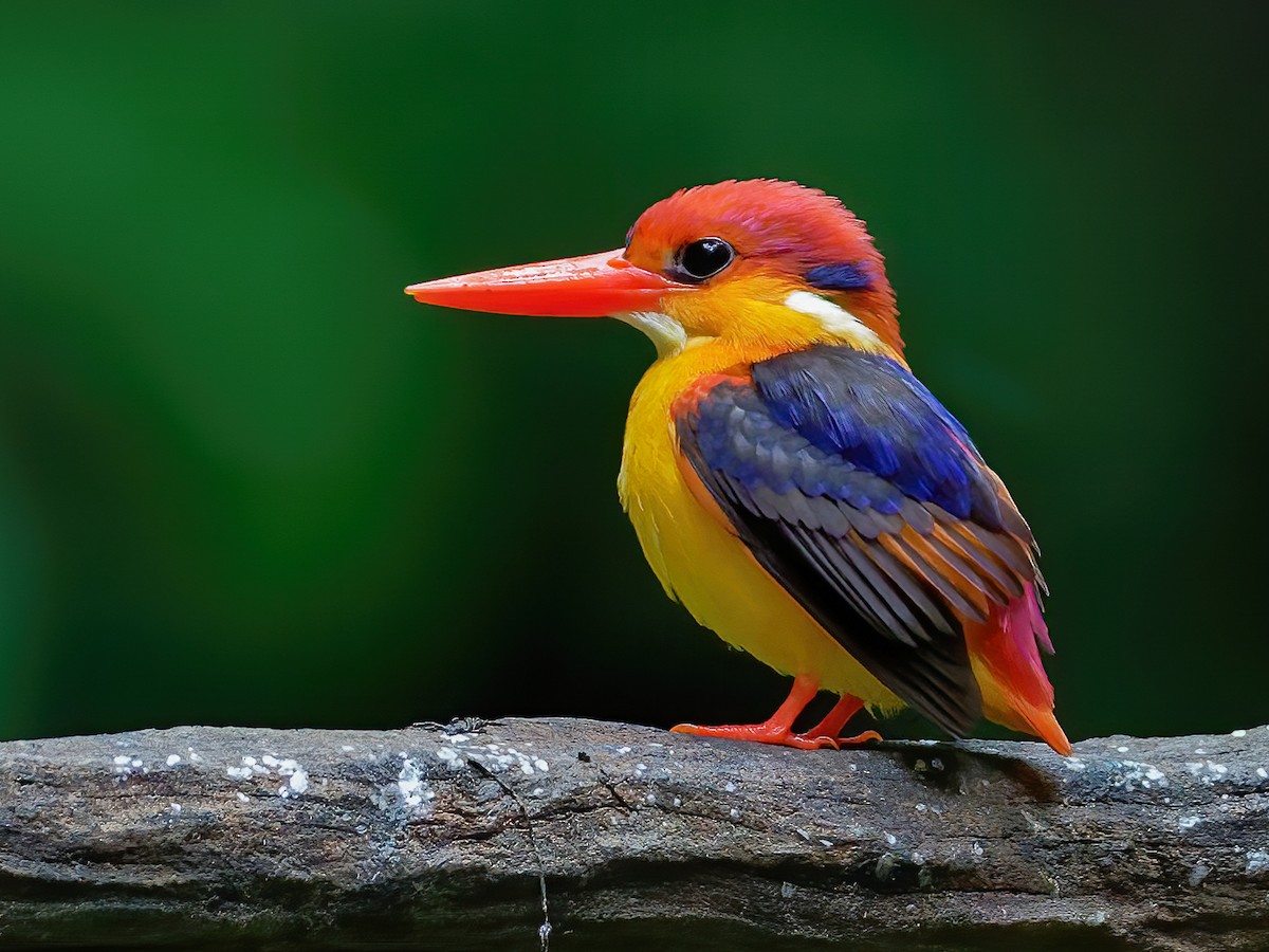 Black-backed Dwarf-Kingfisher - Ceyx erithaca - Birds of the World