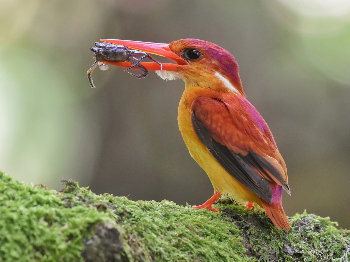 Rufous-backed Dwarf-Kingfisher - Ceyx rufidorsa - Birds of the World
