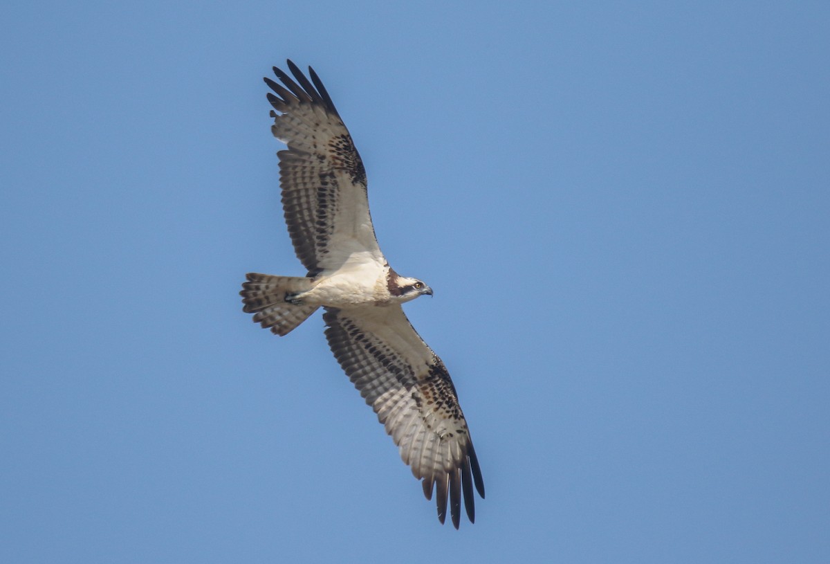 eBird Checklist - 6 Mar 2021 - Phewa Lake - Wetlands - 54 species