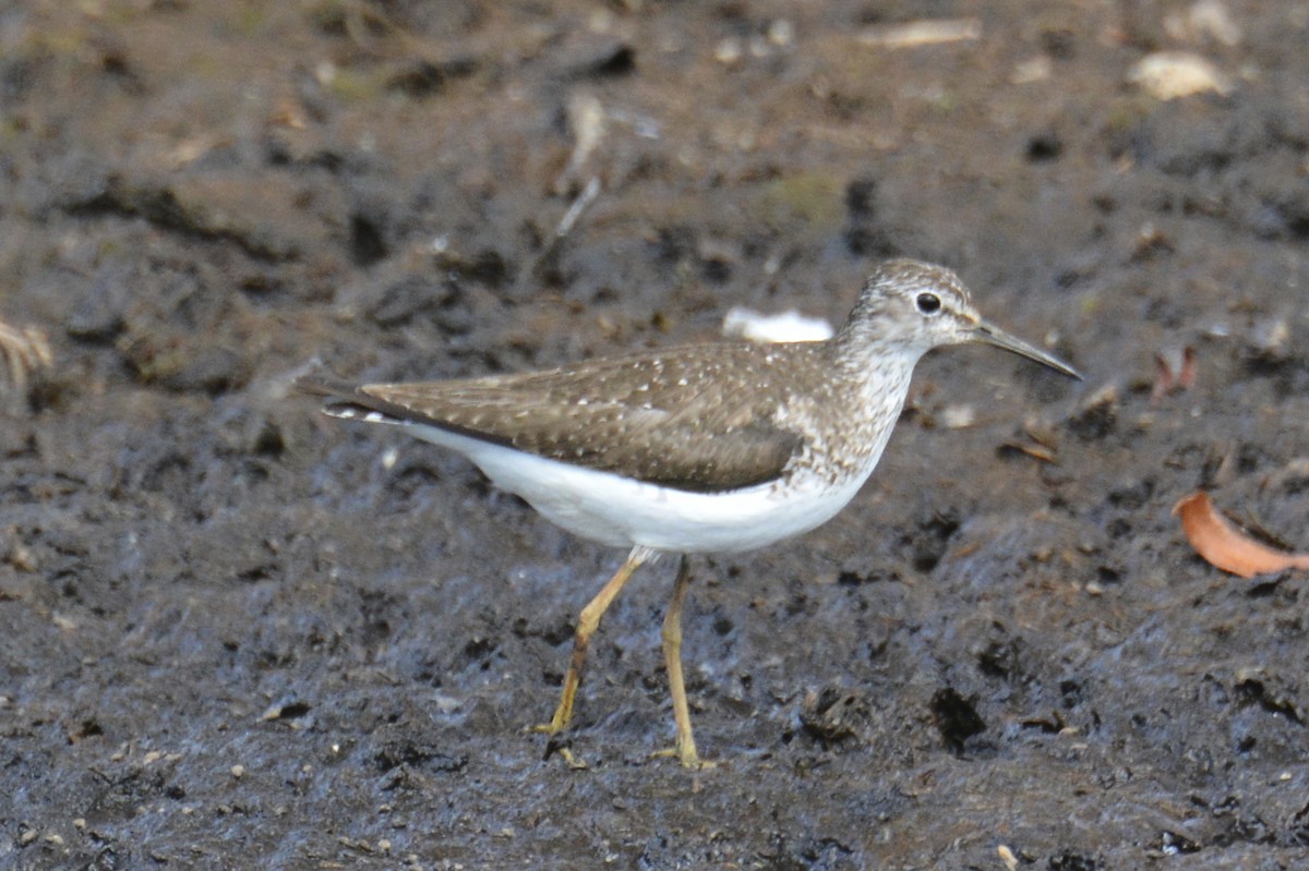 eBird Checklist - 19 Jul 2016 - Spring Bluff Forest Preserve - 19 species