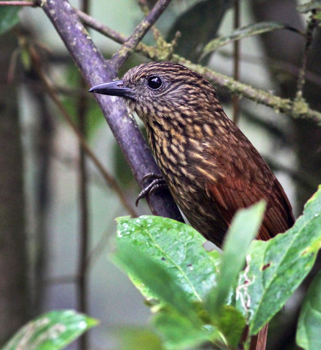 Rufous-backed Treehunter - Thripadectes scrutator - Birds of the World