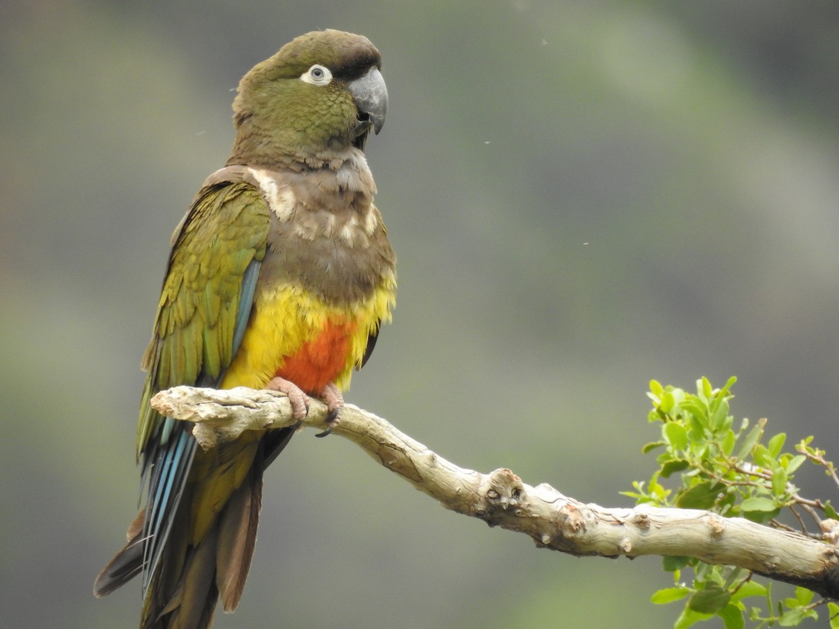 Burrowing Parakeet (Chilean) - eBird