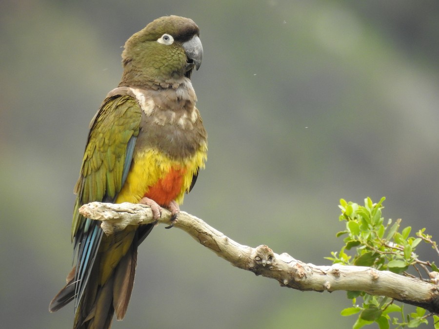 Loro Barranquero (bloxami) - eBird