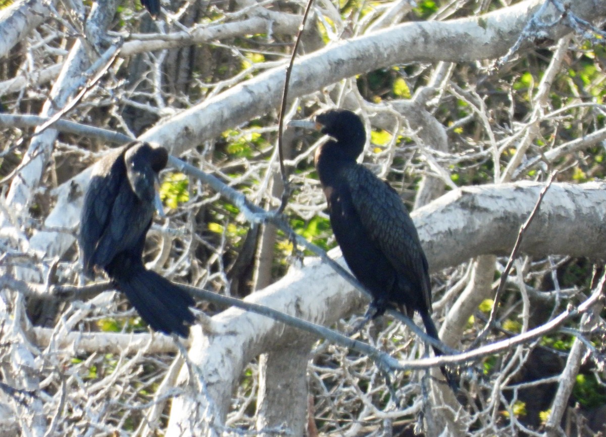 eBird Checklist - 6 Mar 2021 - Frank G. Bonelli RP/Puddingstone ...