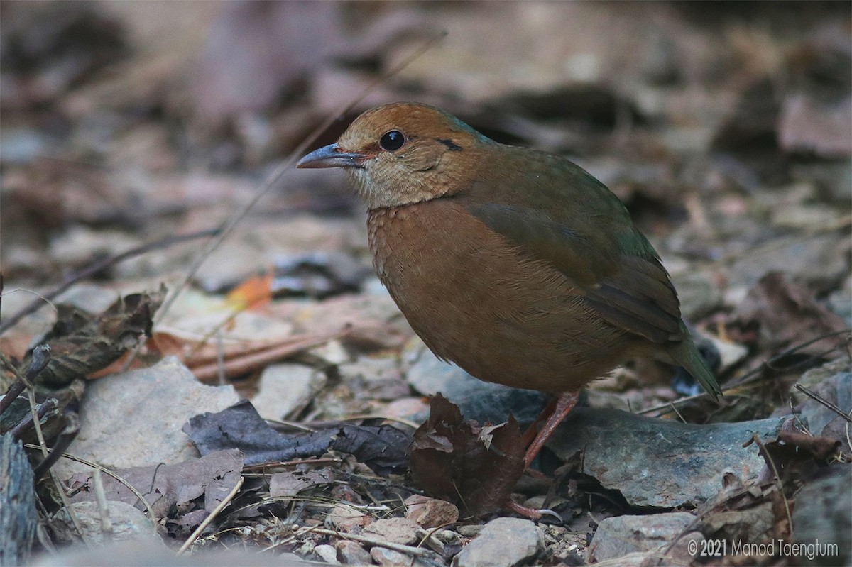 eBird Checklist - 7 Mar 2021 - Huai Manao hide (restricted access) - 27 species