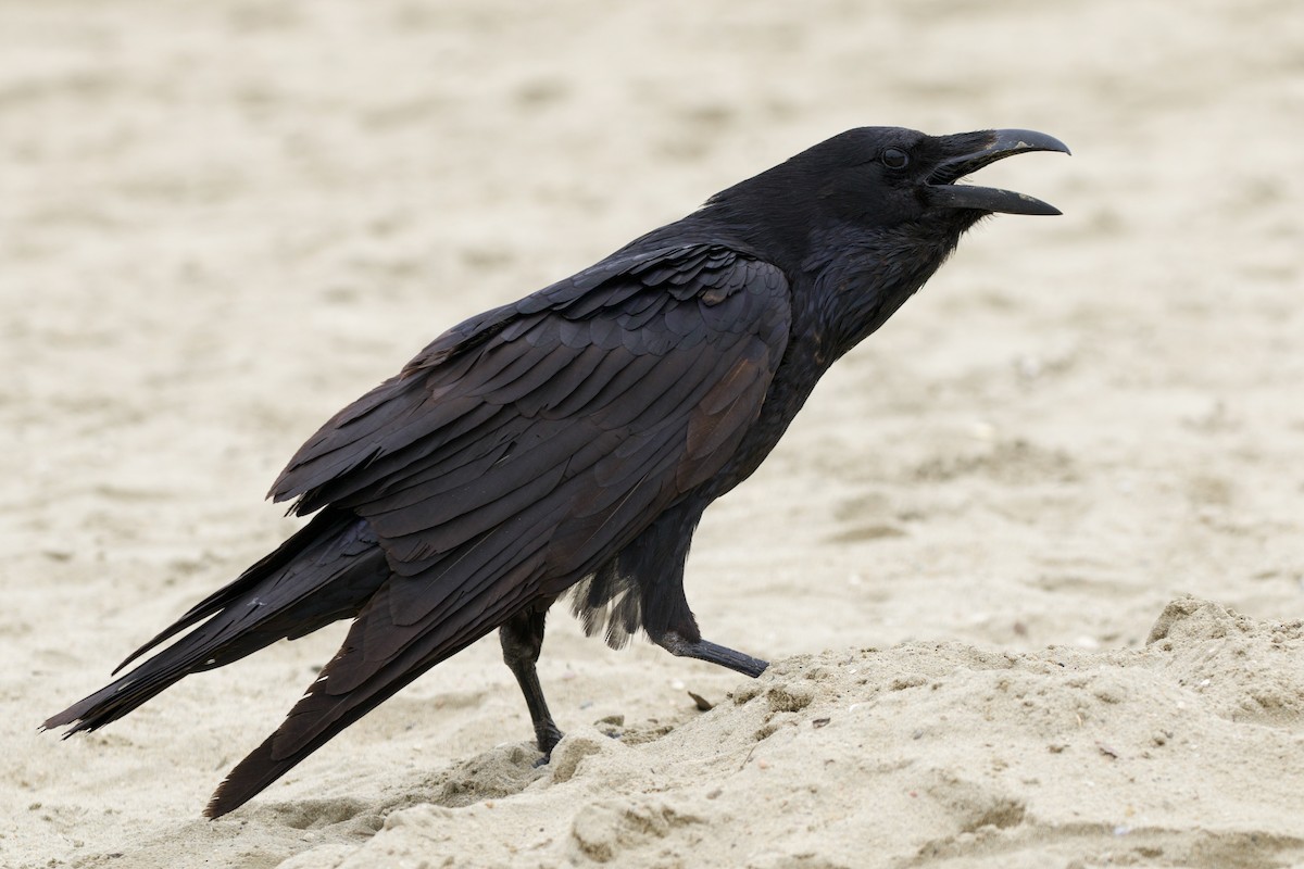 Common Raven - Corvus corax - Media Search - Macaulay Library and eBird