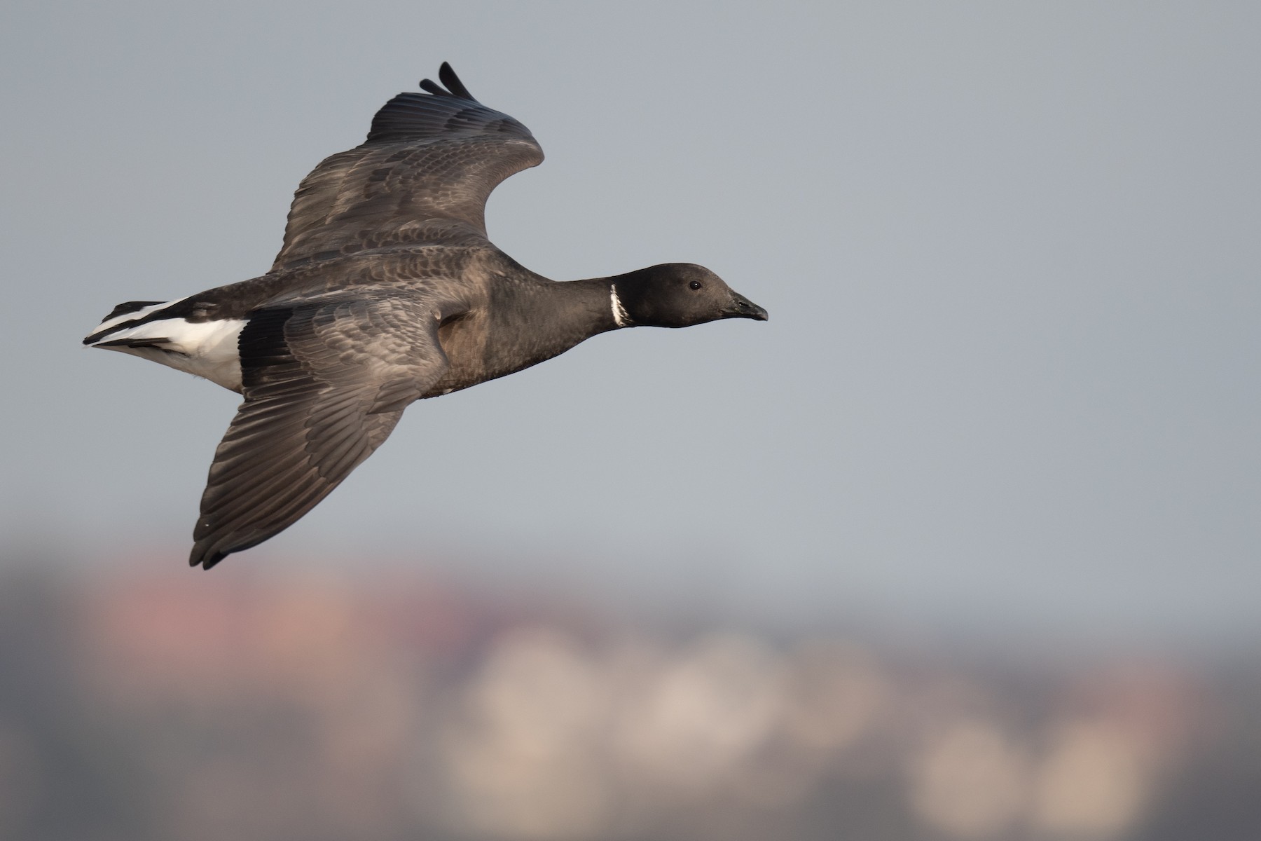 Barnacla Carinegra (bernicla) - eBird