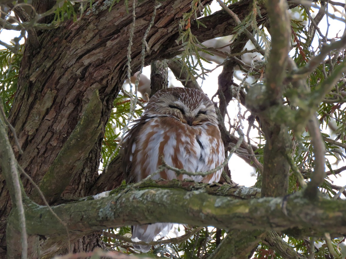 eBird Checklist - 6 Mar 2021 - Amherst Island--Owl Woods - 15 species