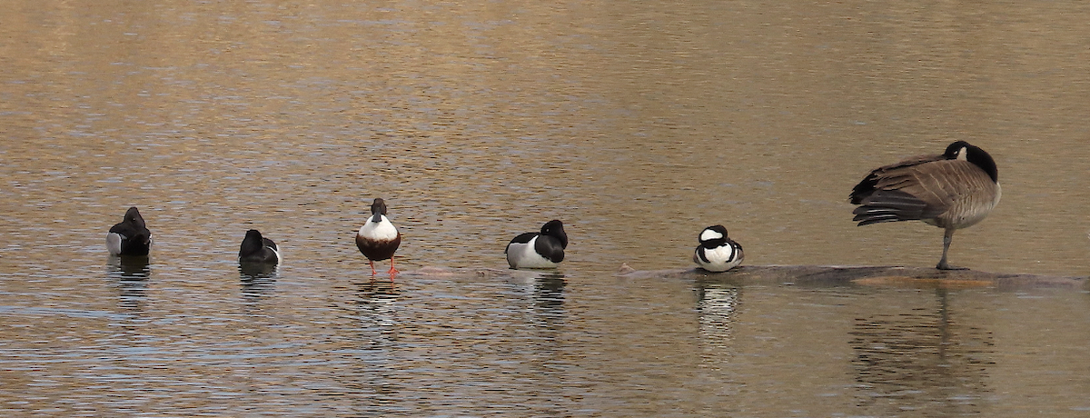 eBird Checklist - 7 Mar 2021 - Waneka Lake/Greenlee Preserve - 42 ...