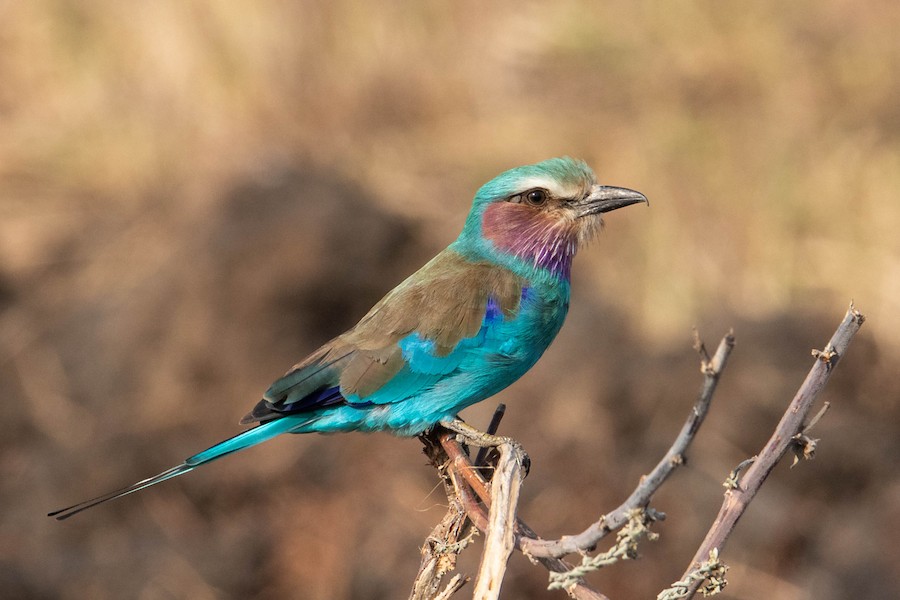 Carraca Lila (lorti) - eBird