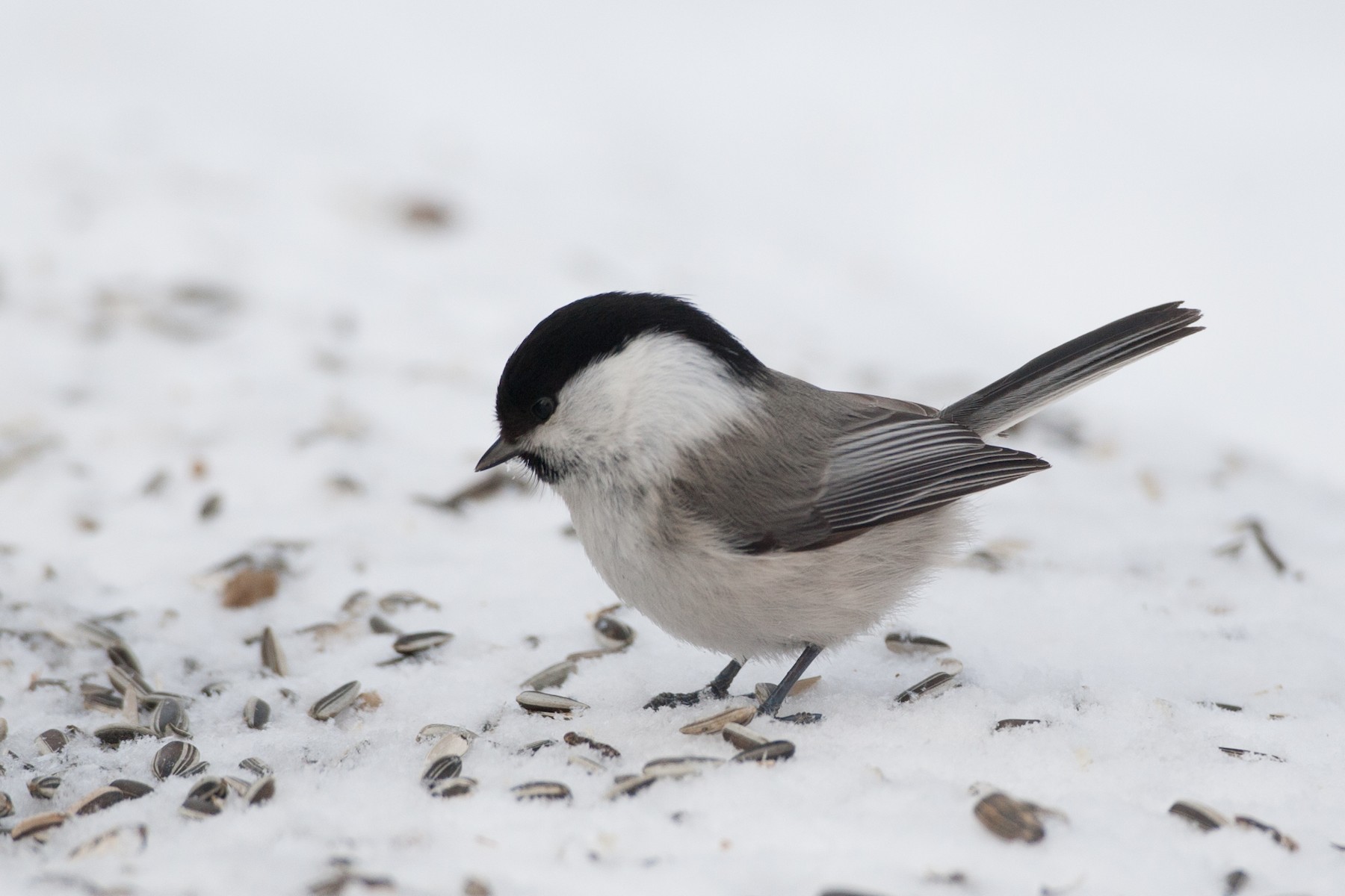 Willow Tit (Willow) - eBird