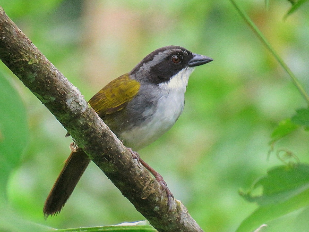 Costa Rican Brushfinch - Arremon costaricensis - Birds of the World
