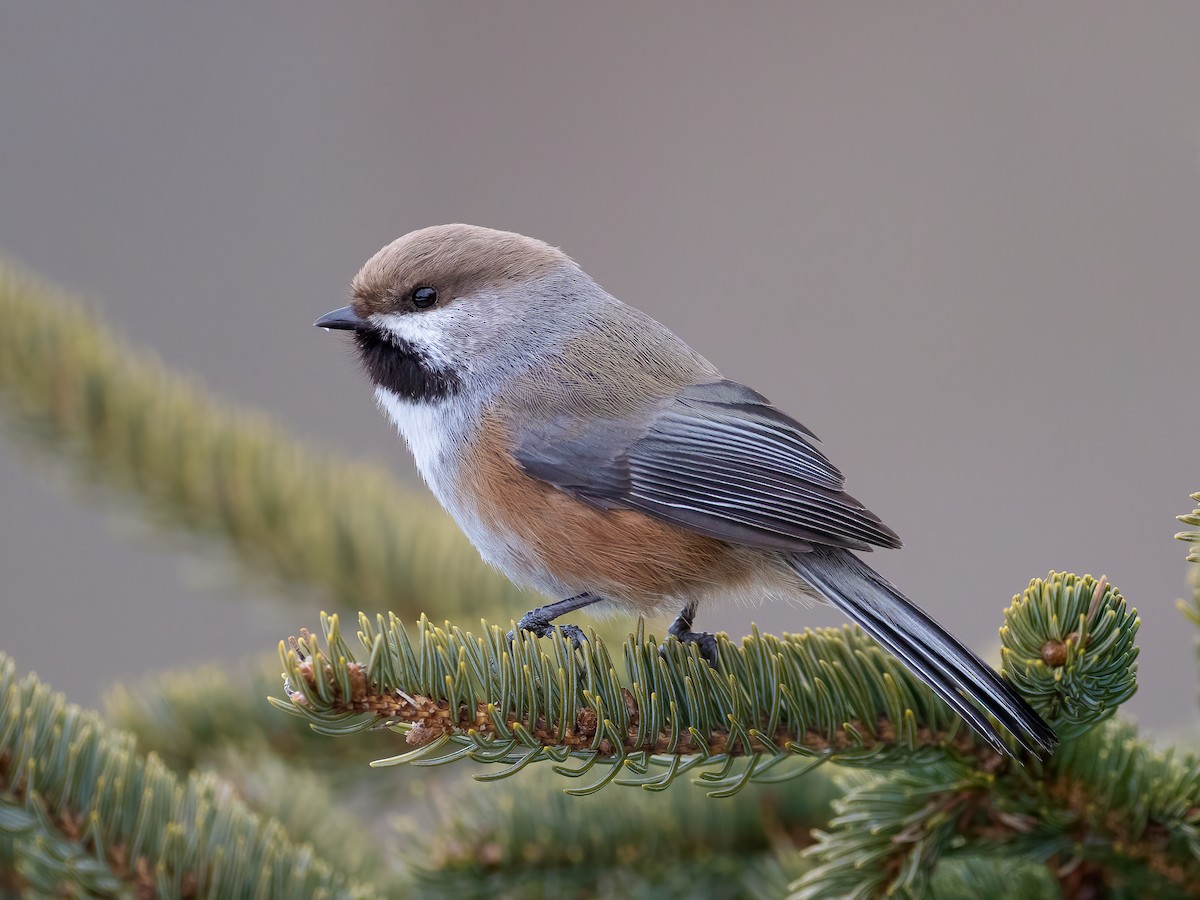 Boreal Chickadee - Poecile hudsonicus - Birds of the World