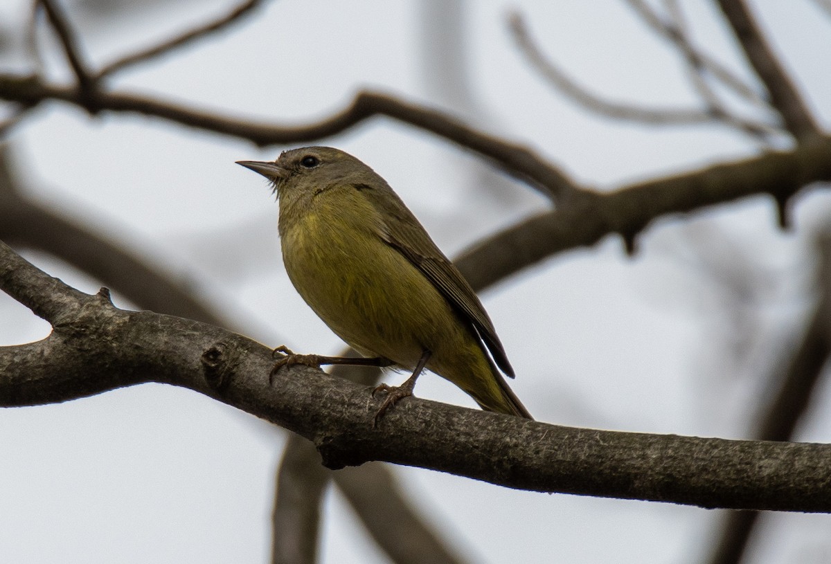 eBird Checklist - 9 Mar 2021 - Cox Point Park - 2 species