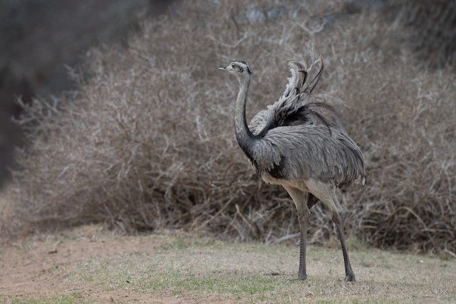Greater Rhea Running