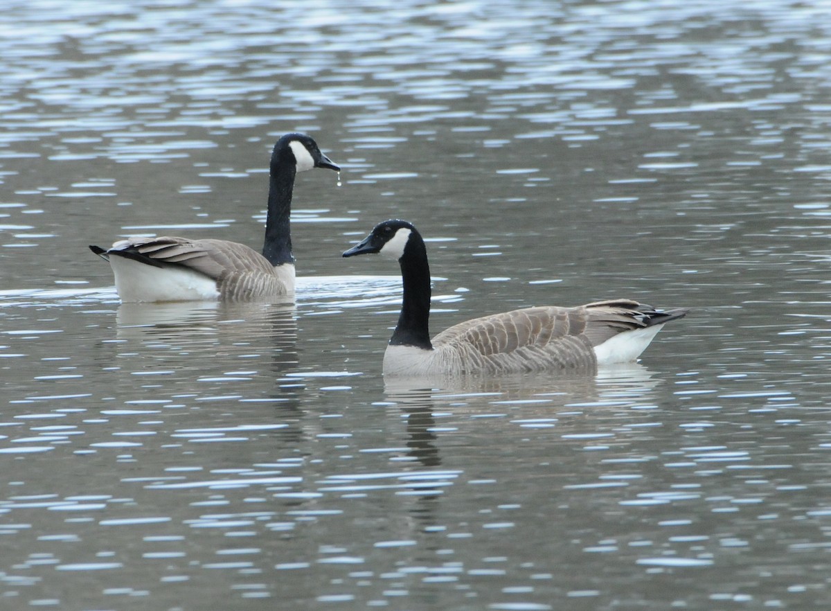 eBird Checklist - 5 Mar 2021 - Spring Lake Park, Texarkana - 9 species