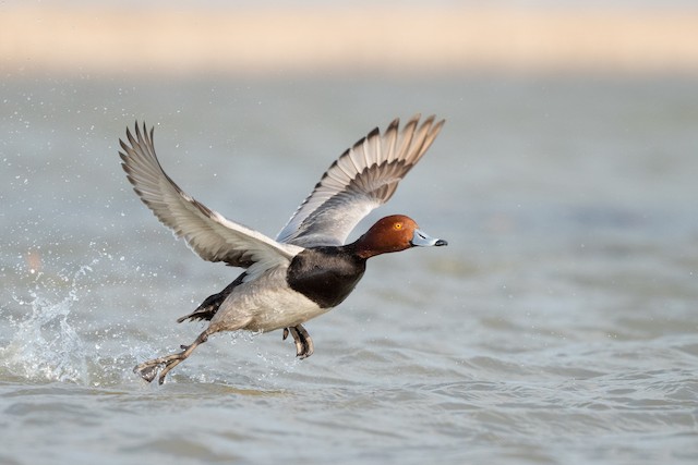 Redhead Duck Flying