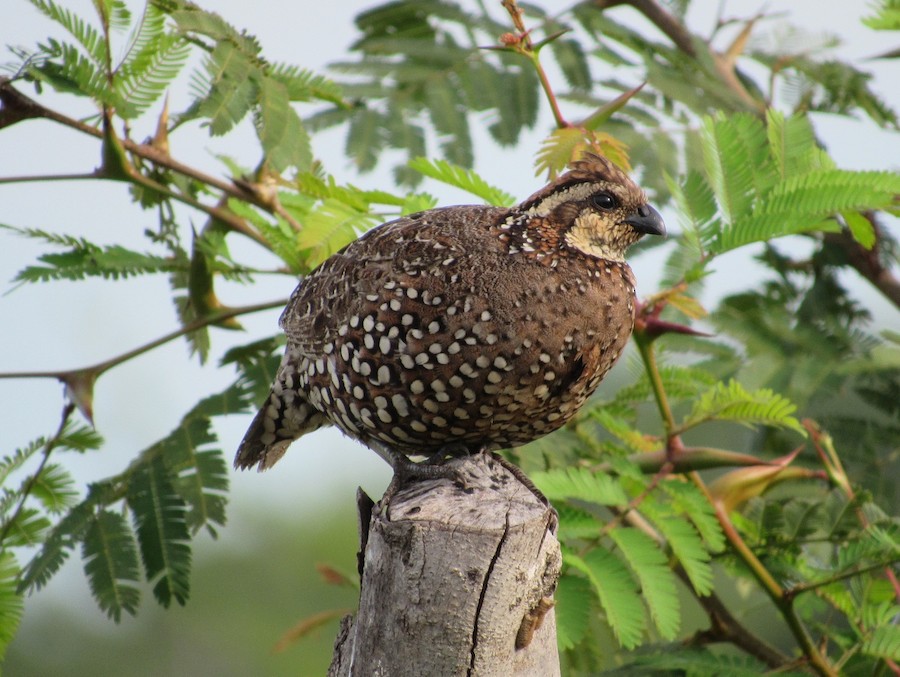 Crested Bobwhite (Spot-bellied) - eBird