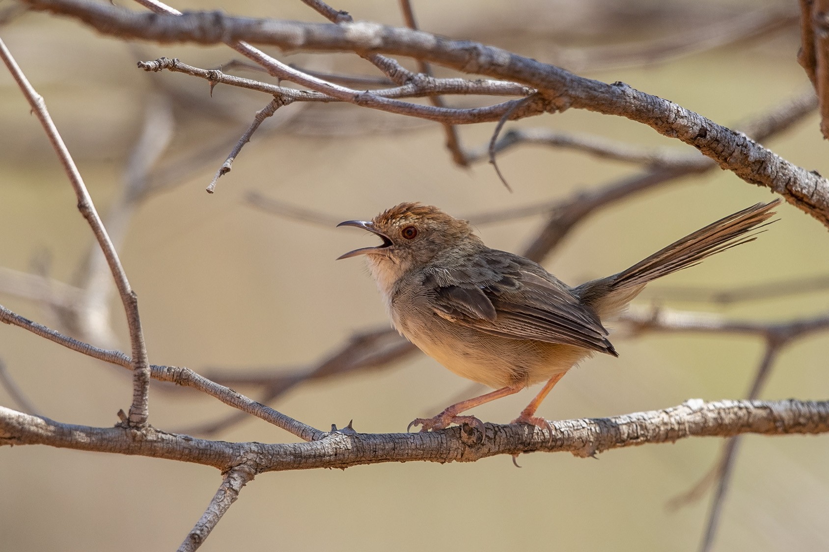 Rock-loving Cisticola (Lazy) - eBird