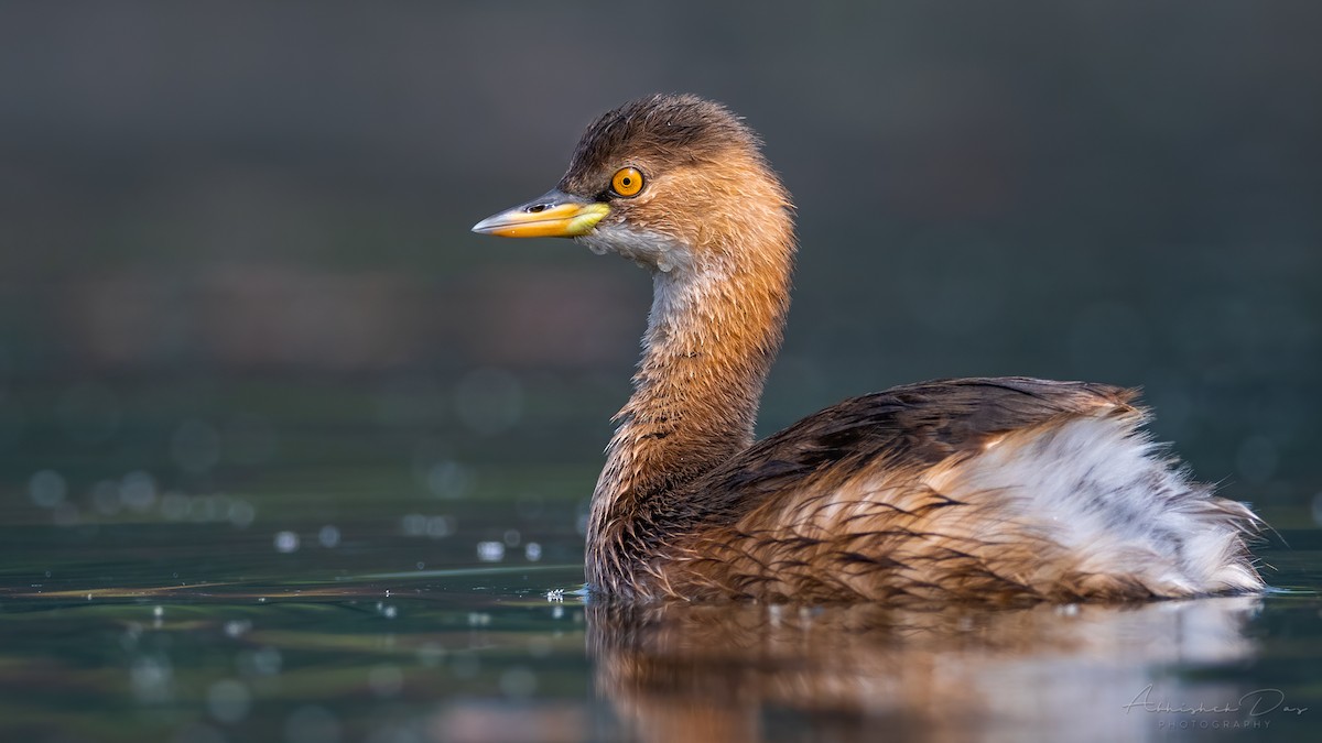Little Grebe - Tachybaptus ruficollis - 搜索媒体——Macaulay Library和eBird