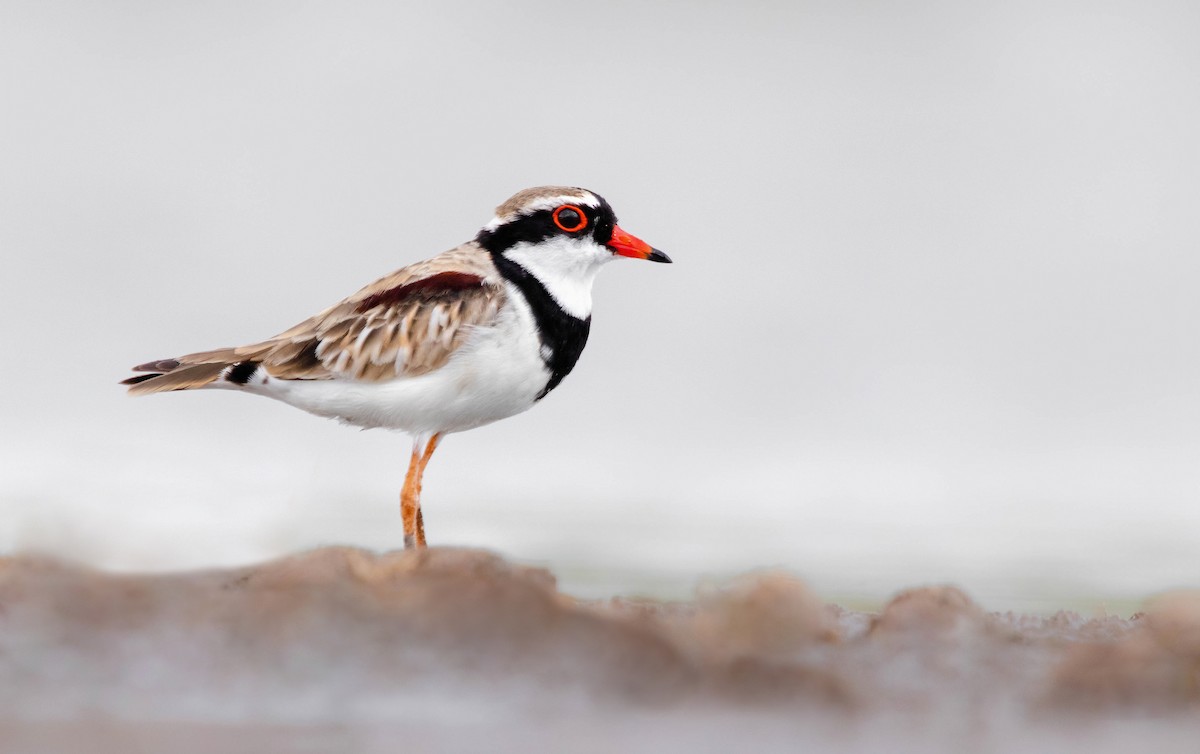eBird Australia Checklist - 29 Nov 2020 - Campbells Swamp (Griffith ...