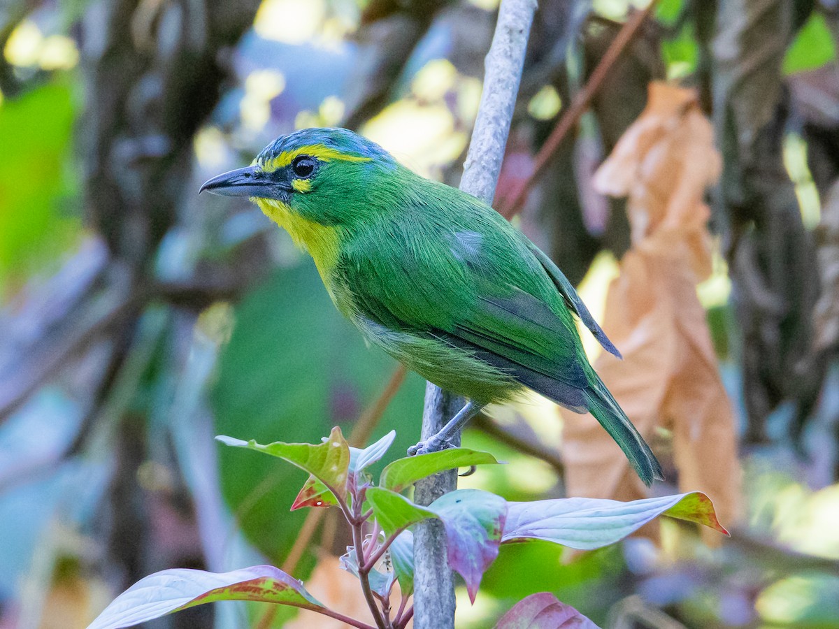 Yellow-browed Shrike-Vireo - Vireolanius eximius - Birds of the World