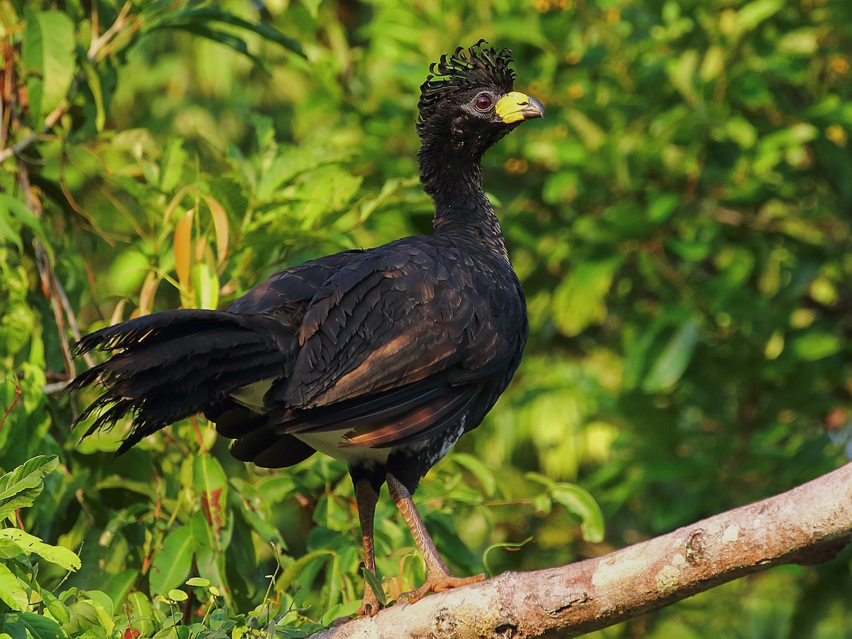 Bare-faced Curassow - Crax fasciolata - Birds of the World