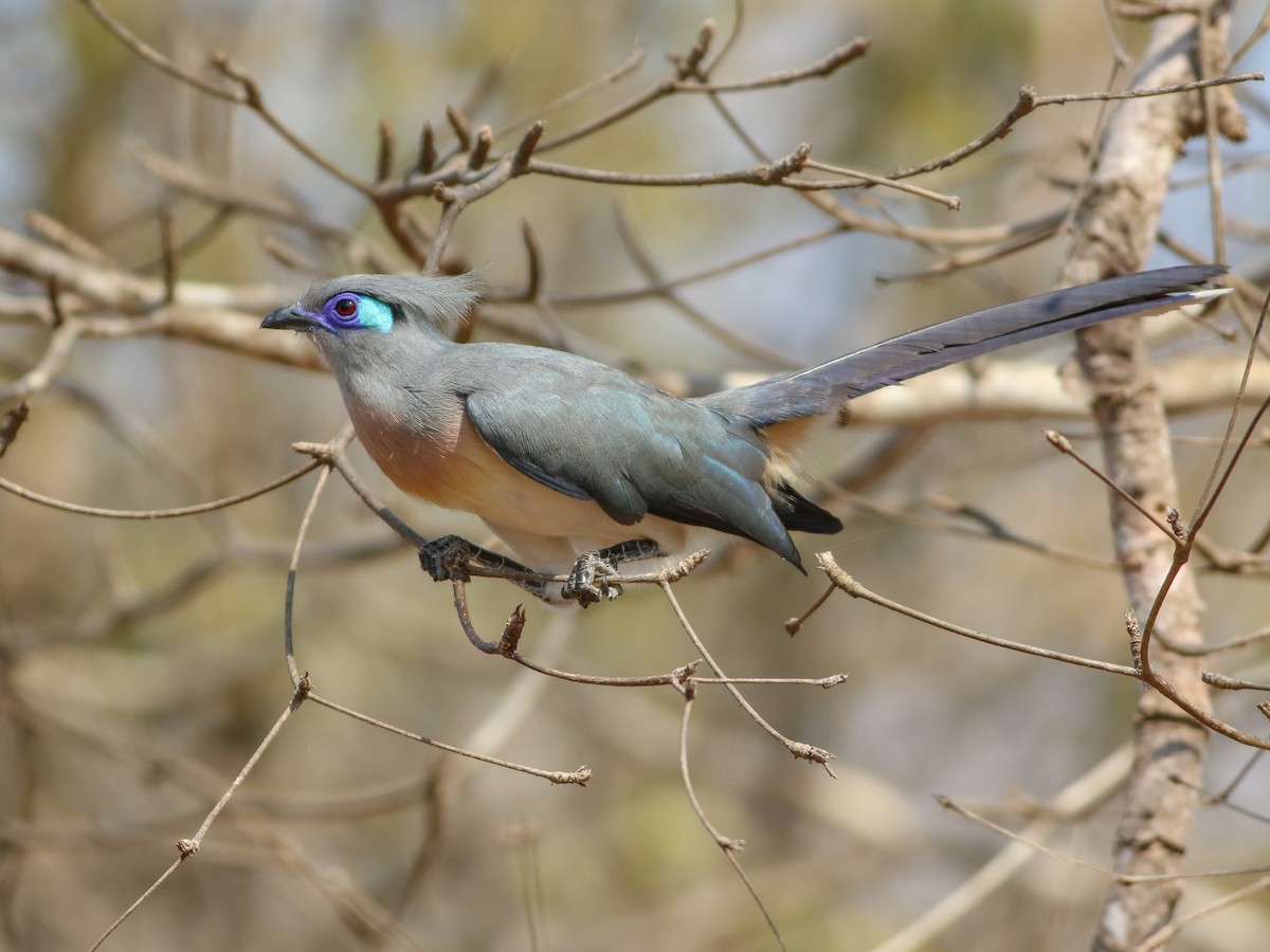 Crested Coua - Coua cristata - Birds of the World