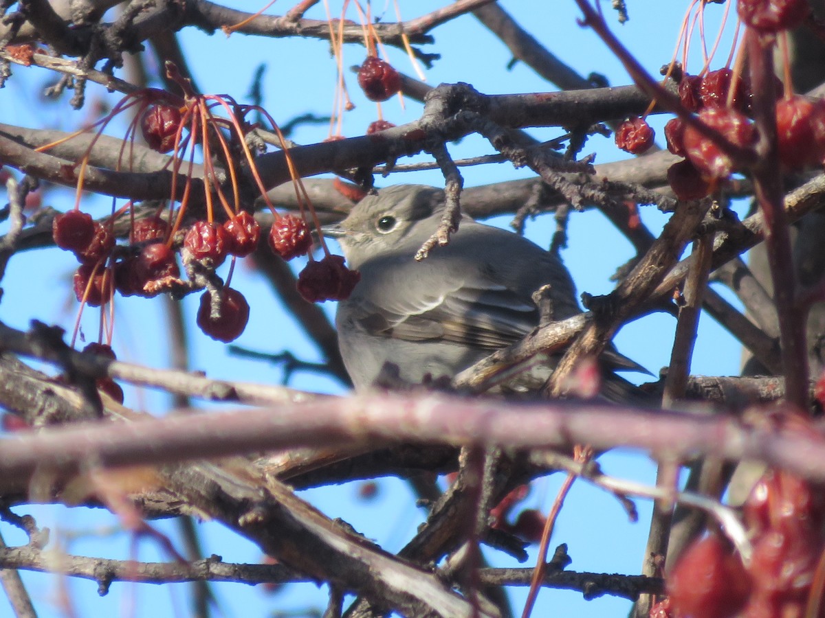 eBird Checklist - 11 Mar 2021 - Winnipeg--Kings Park - 12 species