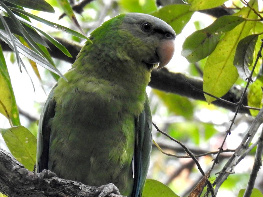 Black-lored Parrot - eBird