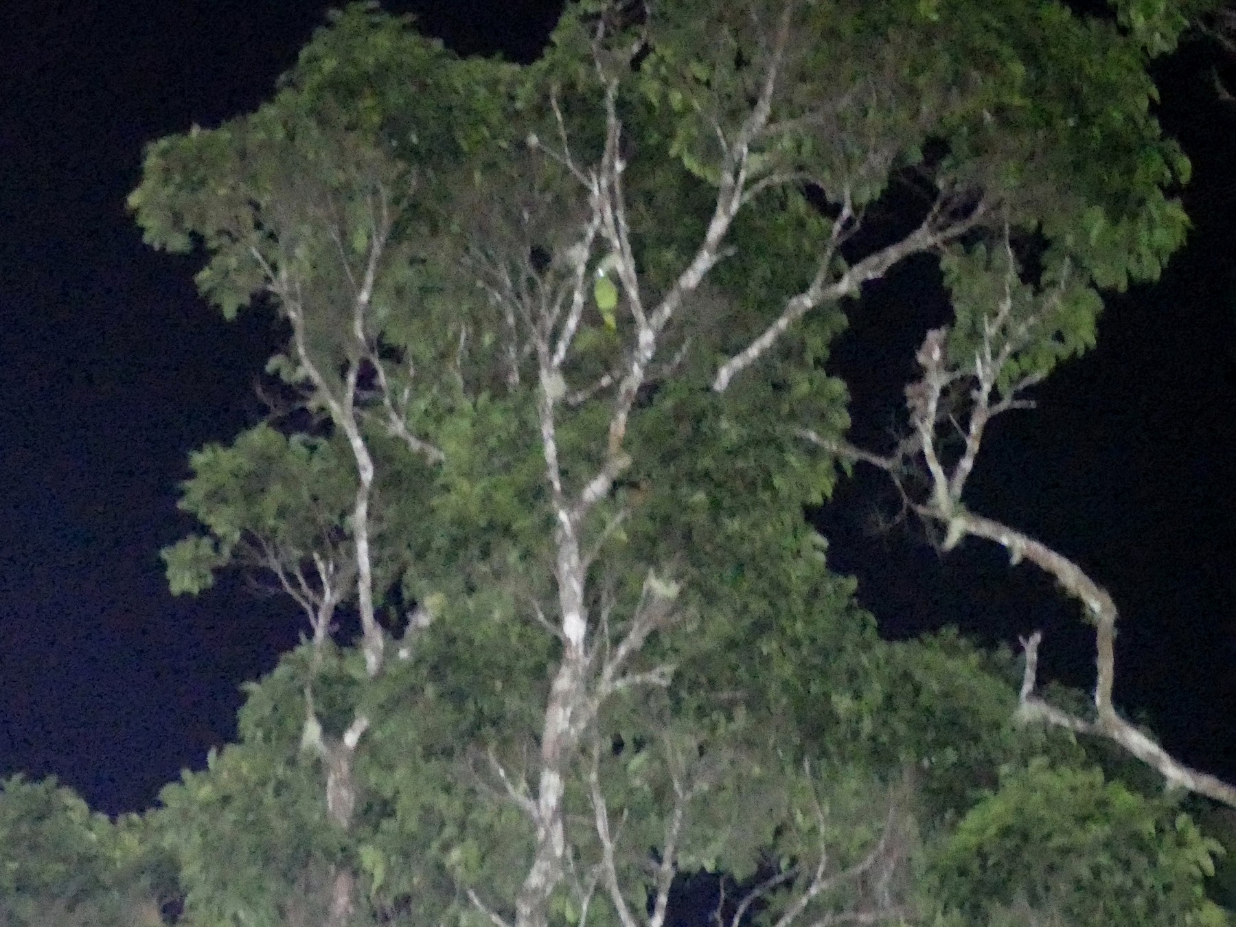 Black-lored Parrot - eBird