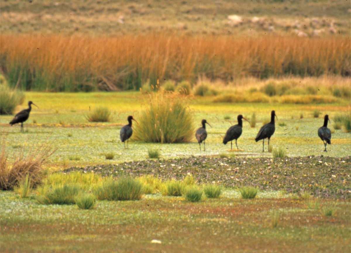 eBird Checklist - 11 Jan 1996 - RN de Junín (Dept. Junín) - 5 species