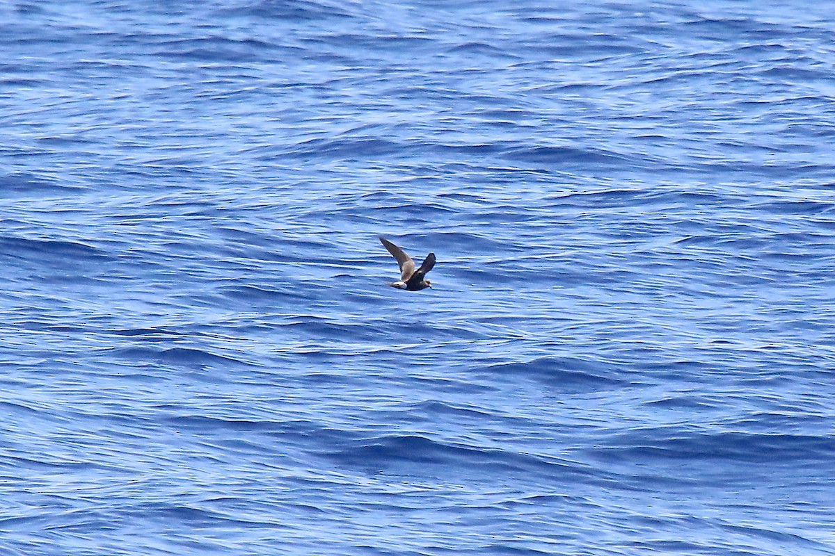 eBird Checklist - 23 Jul 2016 - Gulf of Mexico - Offshore - 1 species