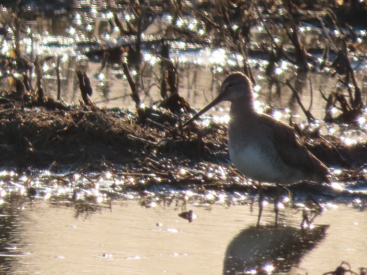 eBird Checklist - 13 Mar 2021 - Killdeer Plains Wildlife Area (Wyandot ...