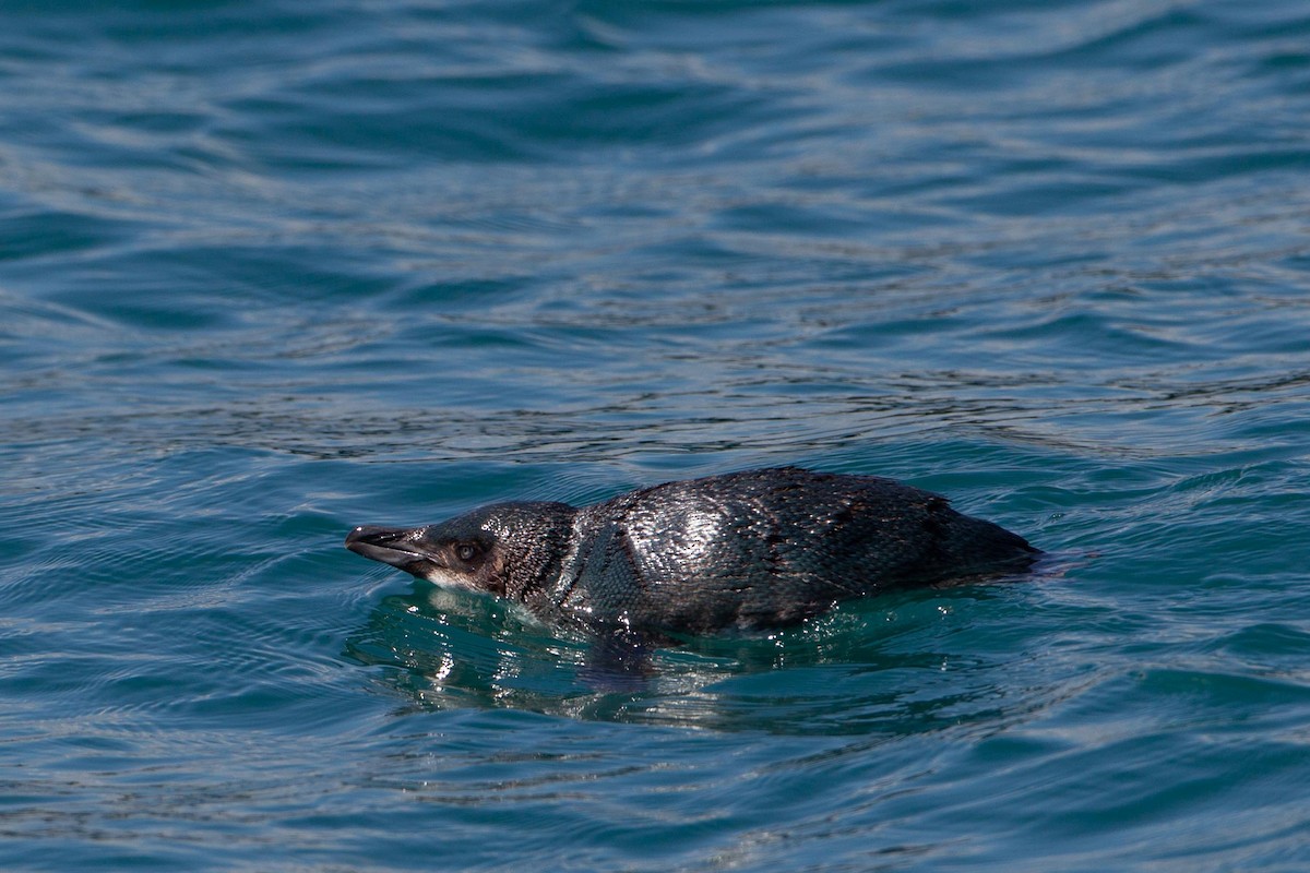 eBird Checklist - 6 Oct 2011 - Motuara Island - 14 species