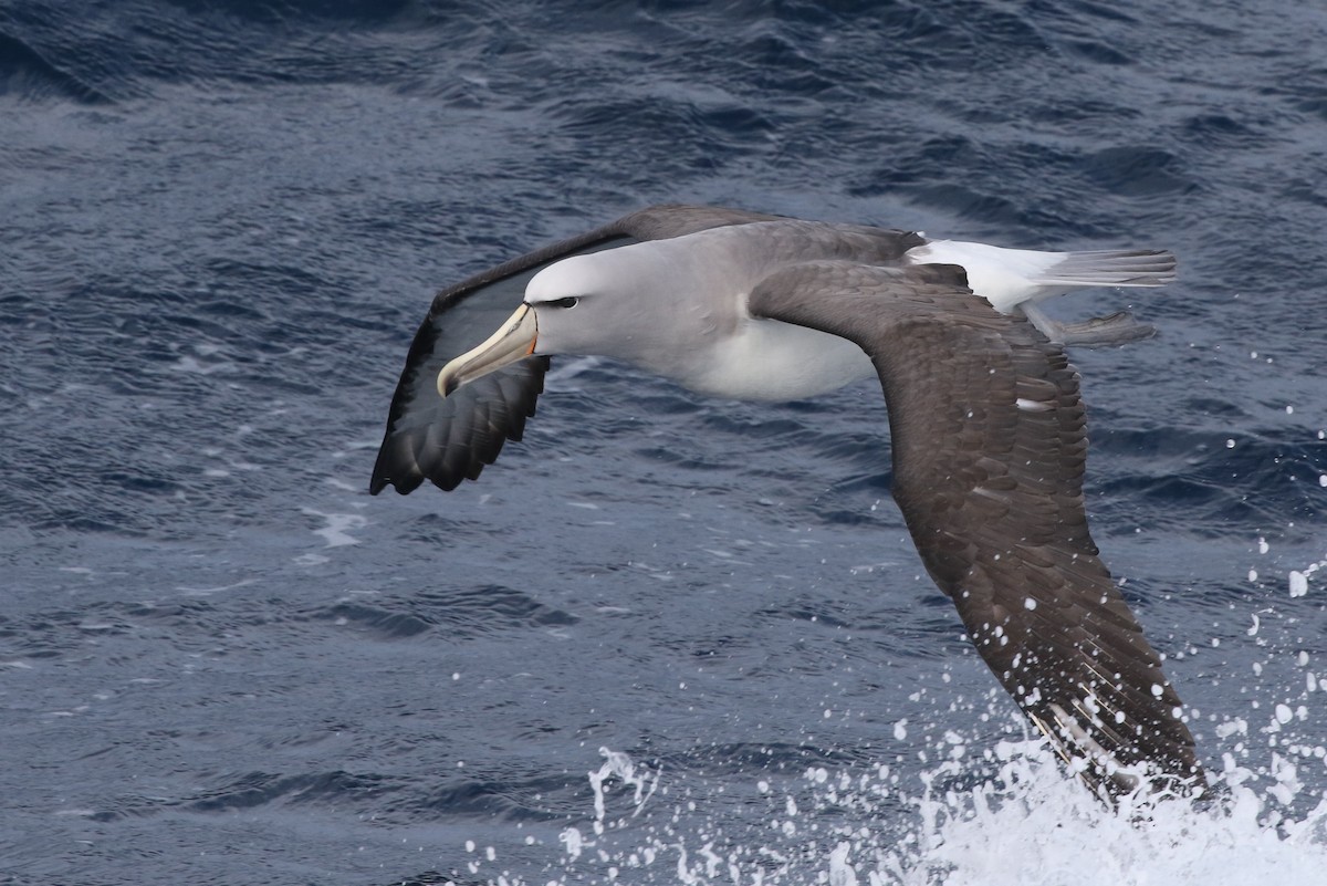 eBird Checklist - 24 Nov 2019 - At sea Antopodes towards Bounty Islands ...