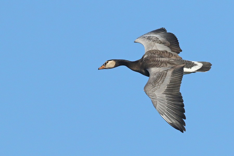 Greylag x Barnacle Goose (hybrid) - eBird